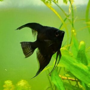 A Beginner’s Guide to Freshwater Angelfish Types