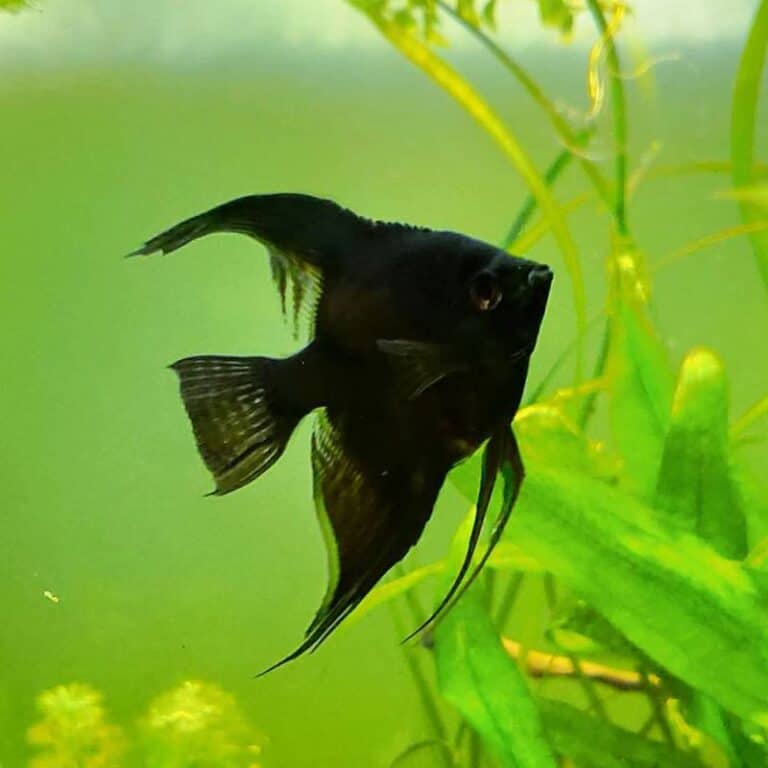 A Beginner’s Guide to Freshwater Angelfish Types