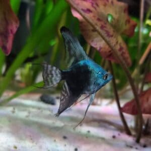 A Beginner’s Guide to Freshwater Angelfish Types