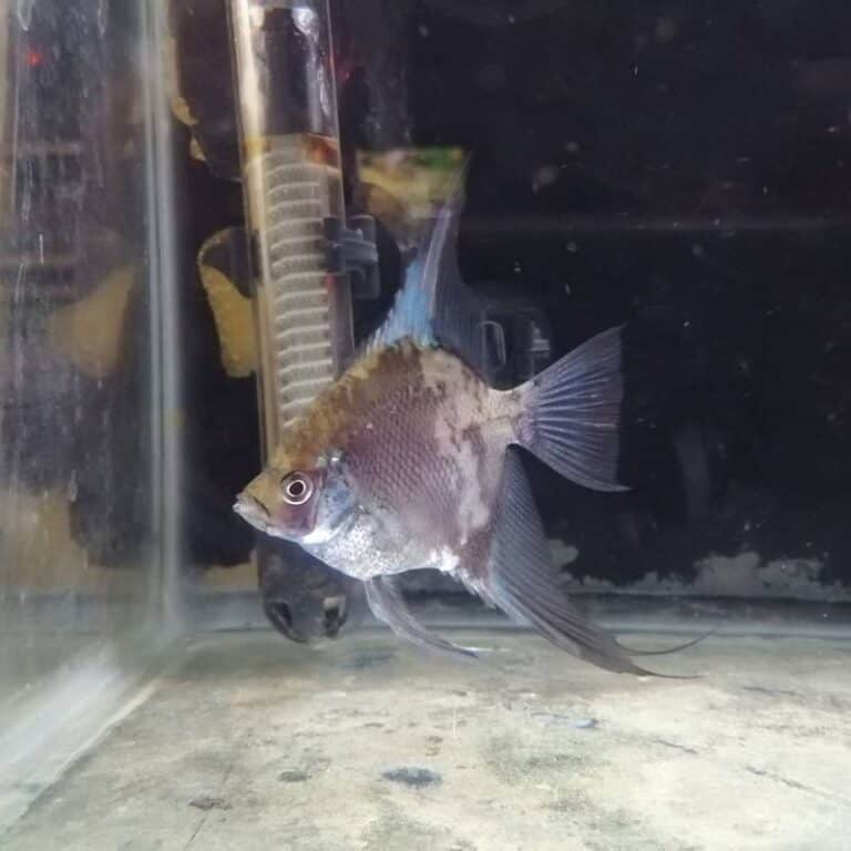 A Beginner’s Guide to Freshwater Angelfish Types