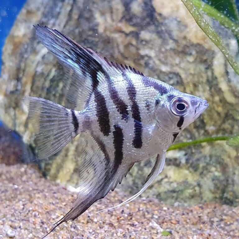 A Beginner’s Guide to Freshwater Angelfish Types