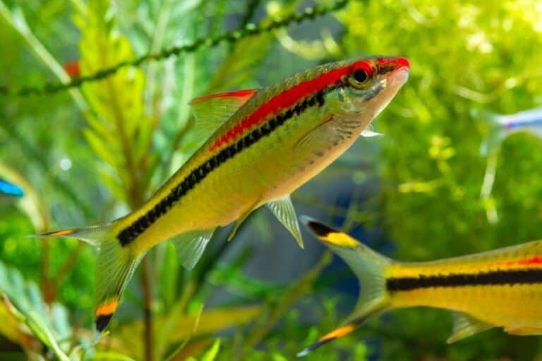 Top 15 Freshwater Schooling Fish for Your Aquarium