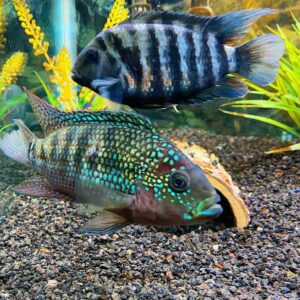 Electric Blue Jack Dempsey: Care, Size, Tank Mates, & Diet