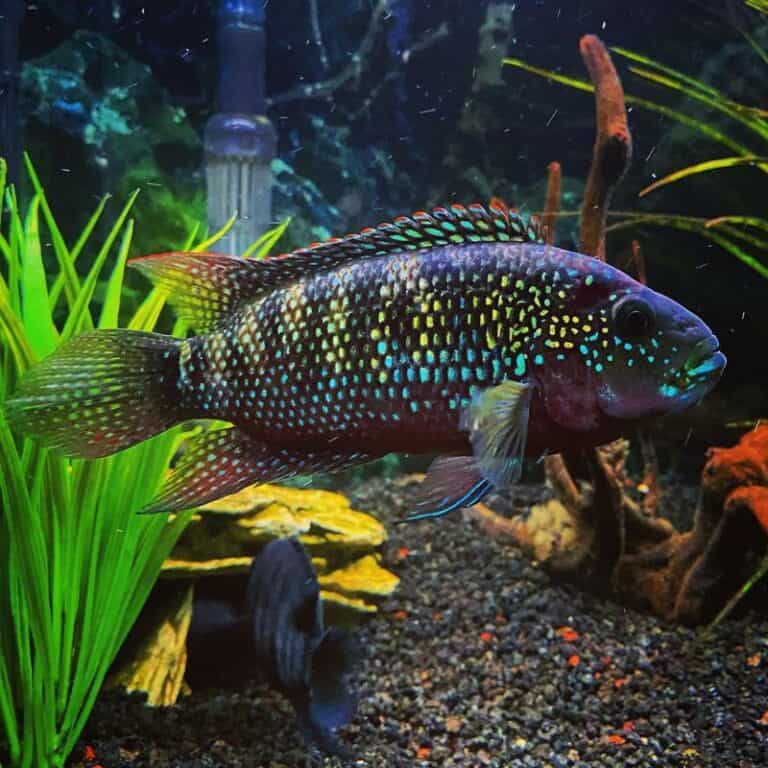 Electric Blue Jack Dempsey: Care, Size, Tank Mates, & Diet