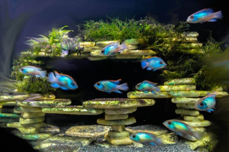 Top 15 Freshwater Schooling Fish for Your Aquarium