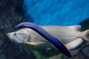 12 Types of Freshwater Eels (Eel & Eel-Like Fish)