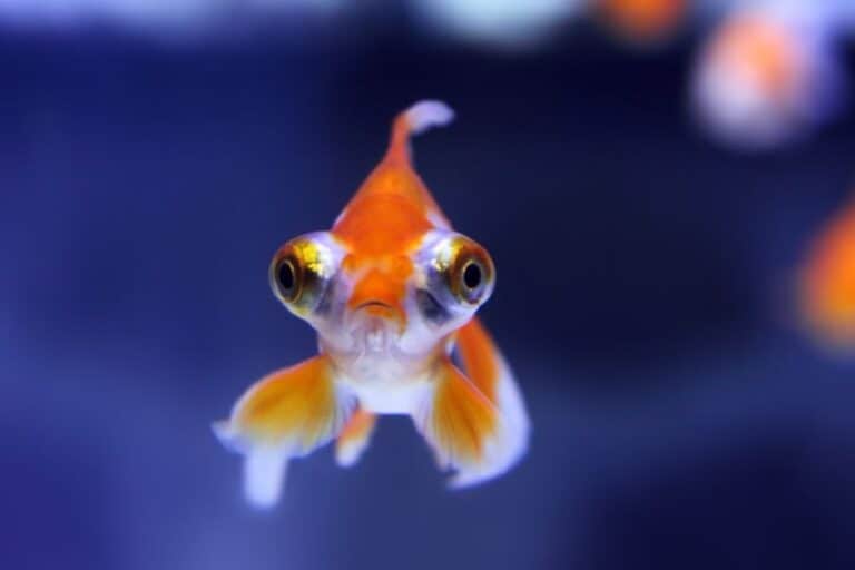 Top 22 Most Popular Fish With Big Eyes
