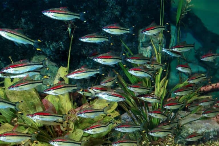 Top 15 Freshwater Schooling Fish for Your Aquarium