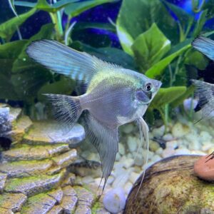 A Beginner’s Guide to Freshwater Angelfish Types