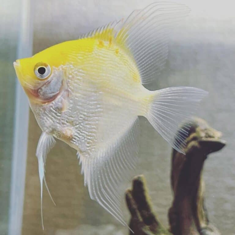 A Beginner’s Guide to Freshwater Angelfish Types