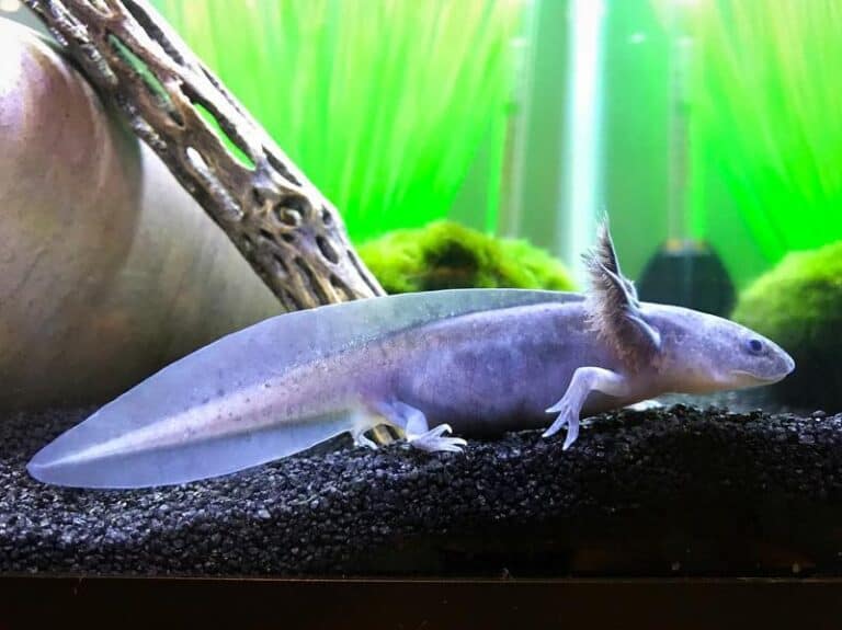 17 Types of Axolotl: A Quick Guide