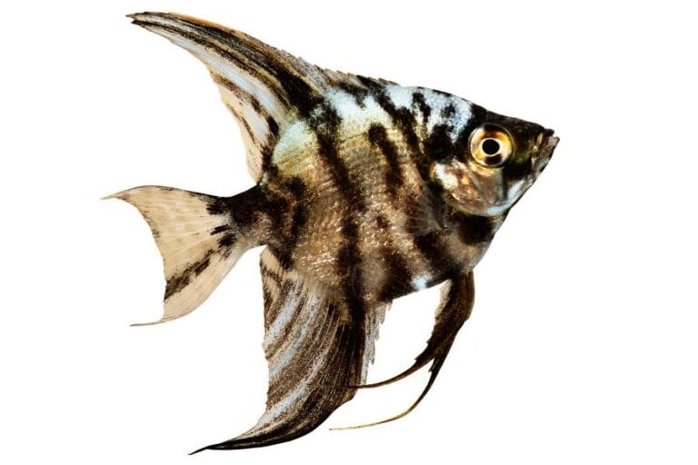 A Beginner’s Guide to Freshwater Angelfish Types