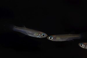 Top 22 Most Popular Fish With Big Eyes