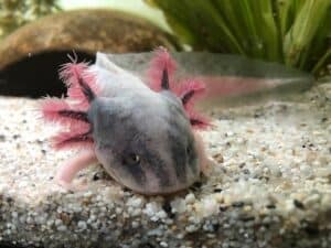 17 Types of Axolotl: A Quick Guide