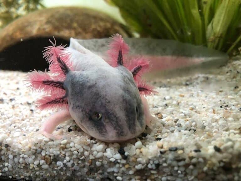 17 Types of Axolotl: A Quick Guide
