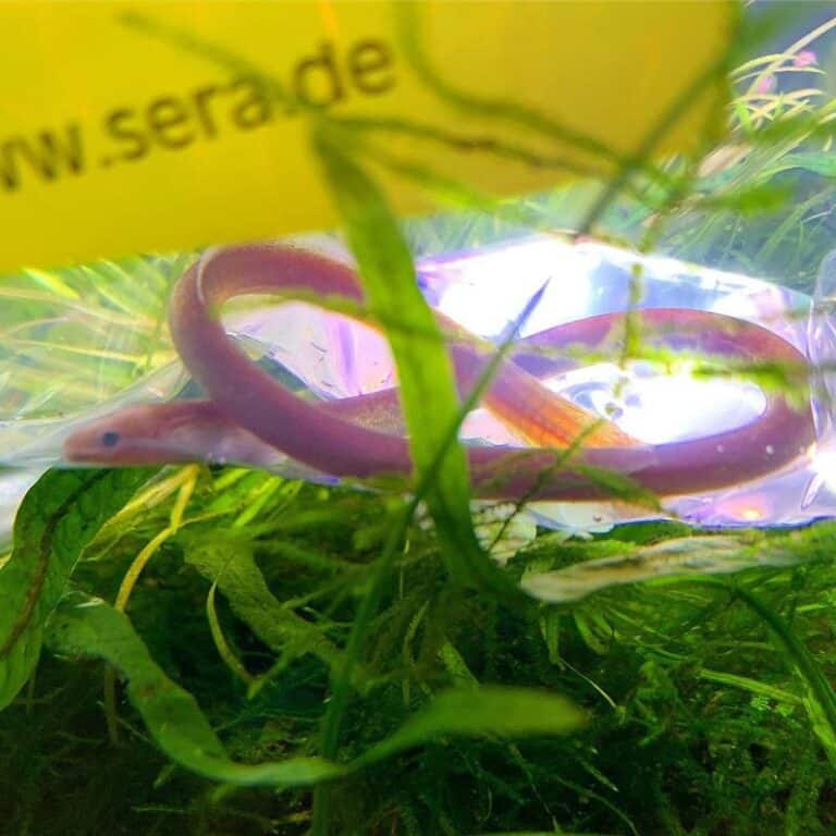 12 Types of Freshwater Eels (Eel & Eel-Like Fish)