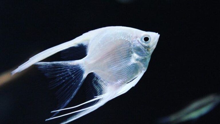 A Beginner’s Guide to Freshwater Angelfish Types