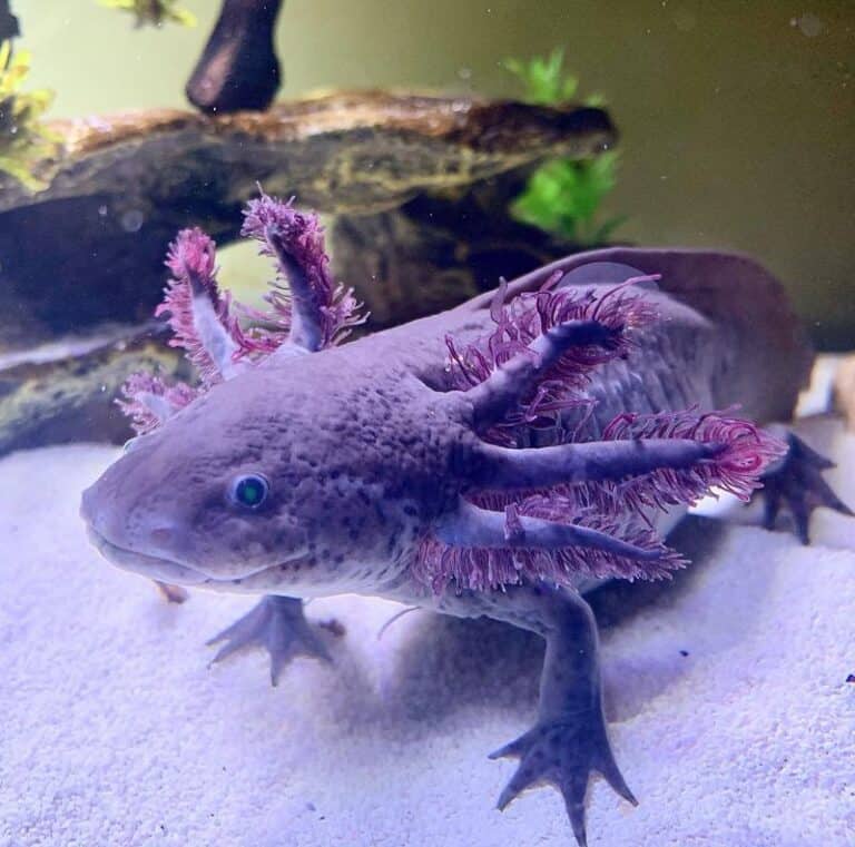 17 Types of Axolotl: A Quick Guide