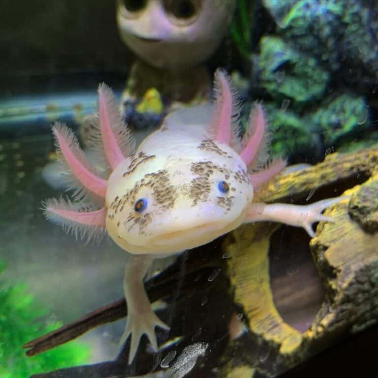 17 Types of Axolotl: A Quick Guide