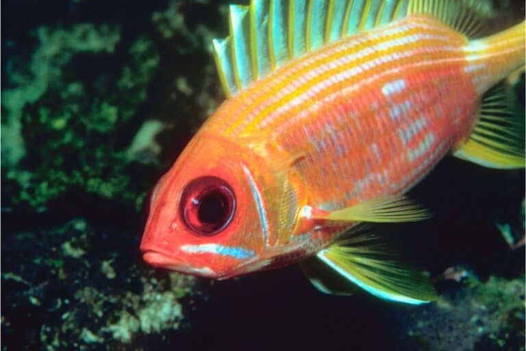 Top 22 Most Popular Fish With Big Eyes