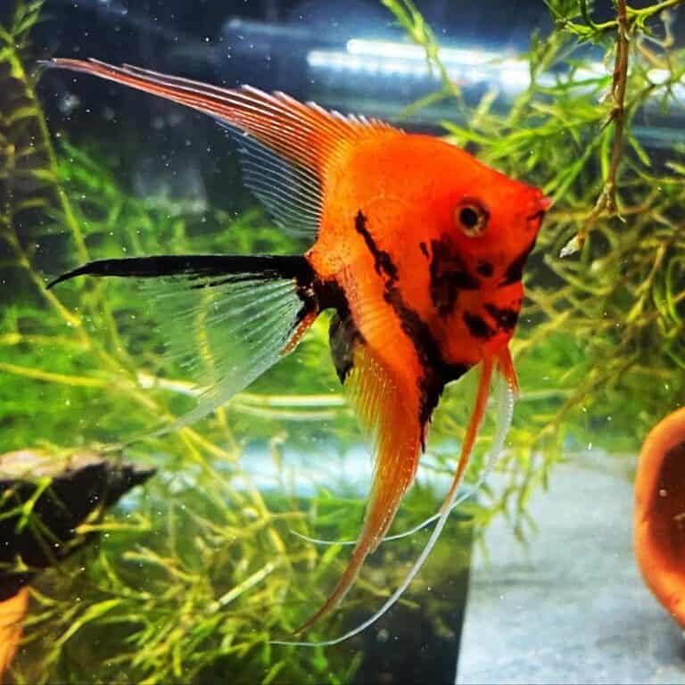 A Beginner’s Guide to Freshwater Angelfish Types