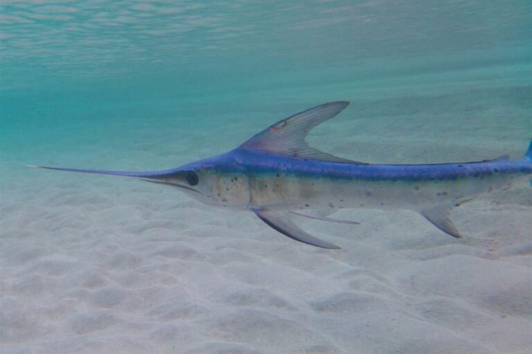 Top 22 Most Popular Fish With Big Eyes