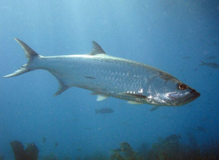 Top 22 Most Popular Fish With Big Eyes
