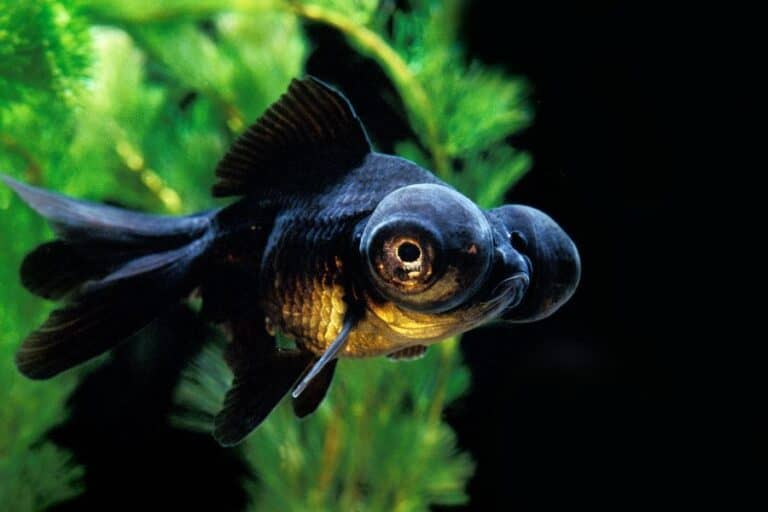 Top 22 Most Popular Fish With Big Eyes
