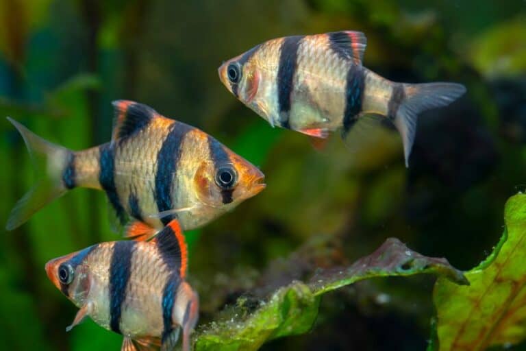 Top 15 Freshwater Schooling Fish for Your Aquarium
