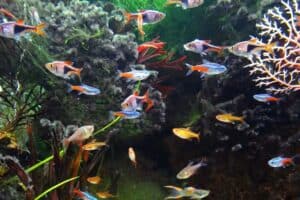 20 Types of Tropical Fish for Your Aquarium