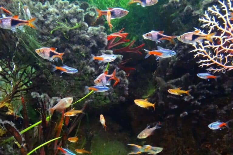 20 Types of Tropical Fish for Your Aquarium