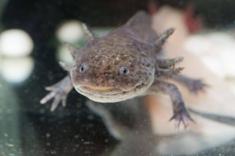 17 Types of Axolotl: A Quick Guide