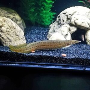 12 Types of Freshwater Eels (Eel & Eel-Like Fish)