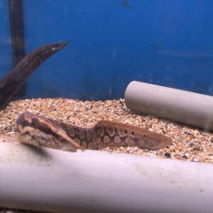12 Types of Freshwater Eels (Eel & Eel-Like Fish)