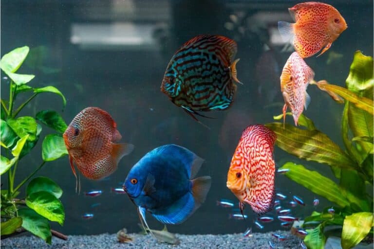13 Ideal Tank Mates for Your Discus - The Aquarium Life