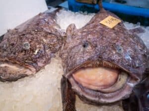 25 Real-Life Fish Featured in Finding Nemo