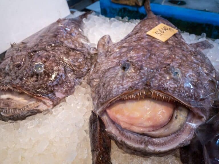 25 Real-Life Fish Featured in Finding Nemo