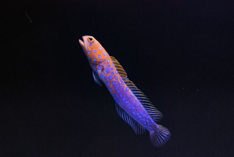 25 Real-Life Fish Featured in Finding Nemo