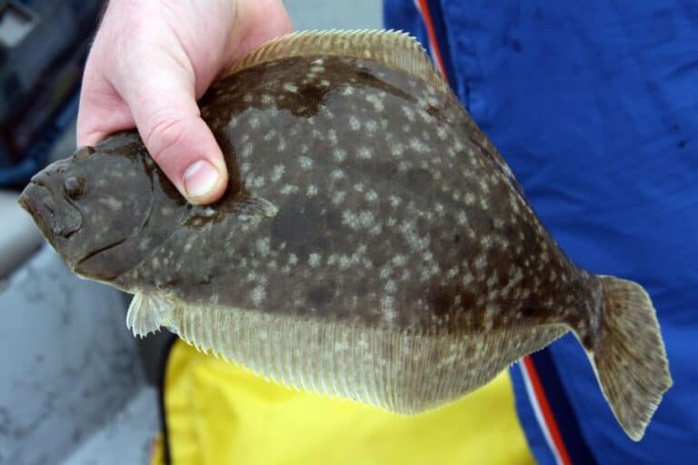 25 Real-Life Fish Featured in Finding Nemo