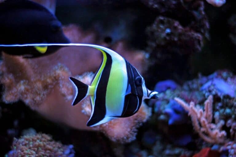 25 Real-Life Fish Featured in Finding Nemo