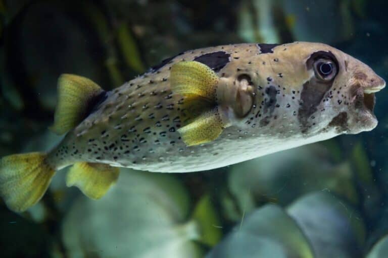 25 Real-Life Fish Featured in Finding Nemo