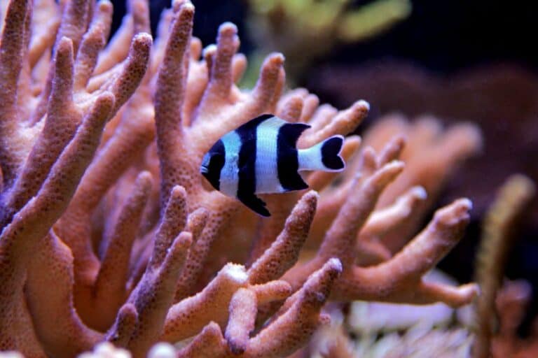 25 Real-Life Fish Featured in Finding Nemo