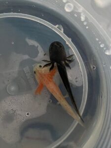 How Much Are Axolotls: Complete Axolotl Care Cost Guide