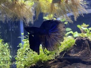 Halfmoon Betta Fish: Types & Care - The Aquarium Life